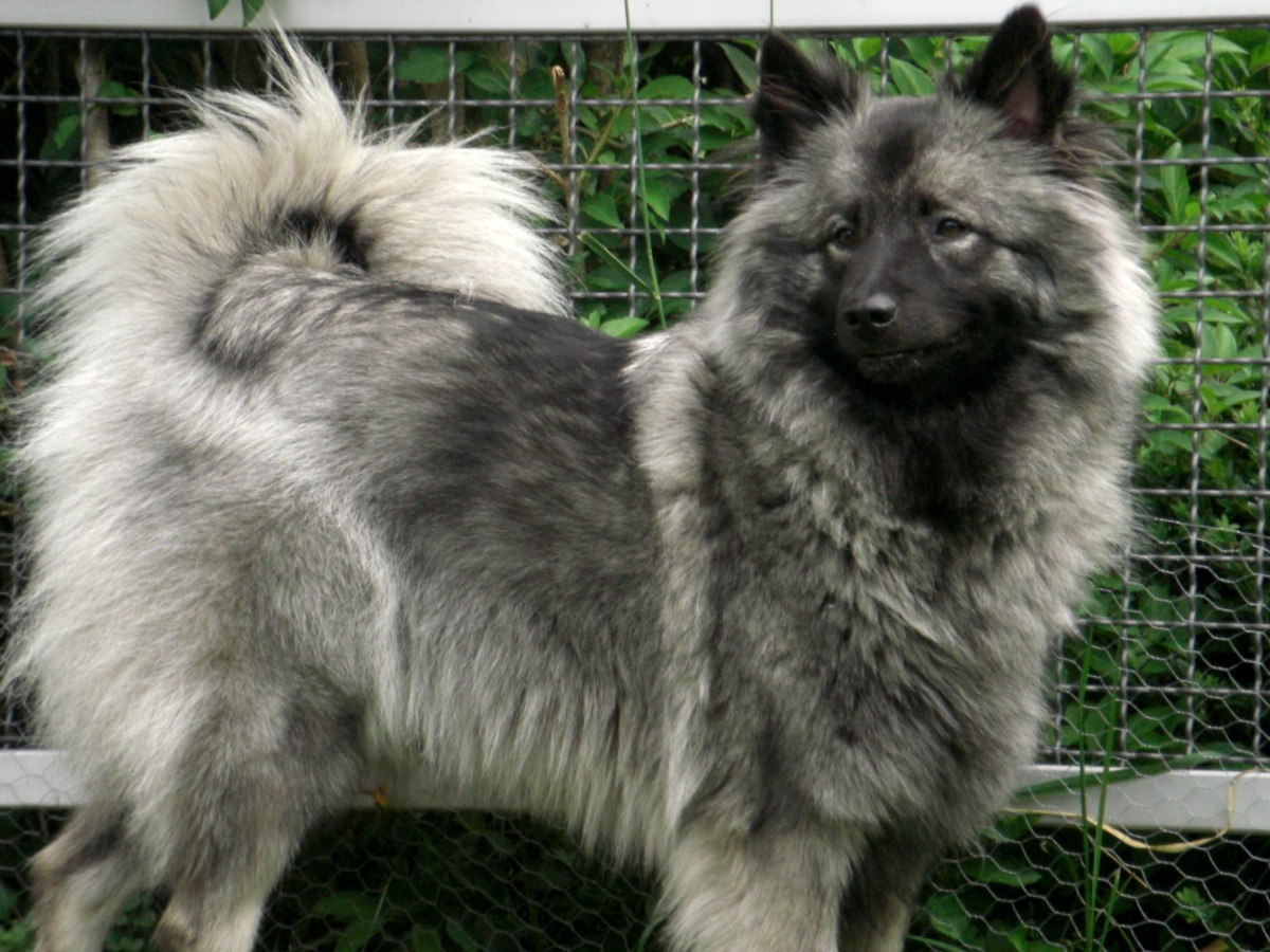 Der Wolfsspitz - Wolfsspitze vom MärchenwaldWolfsspitze vom Märchenwald